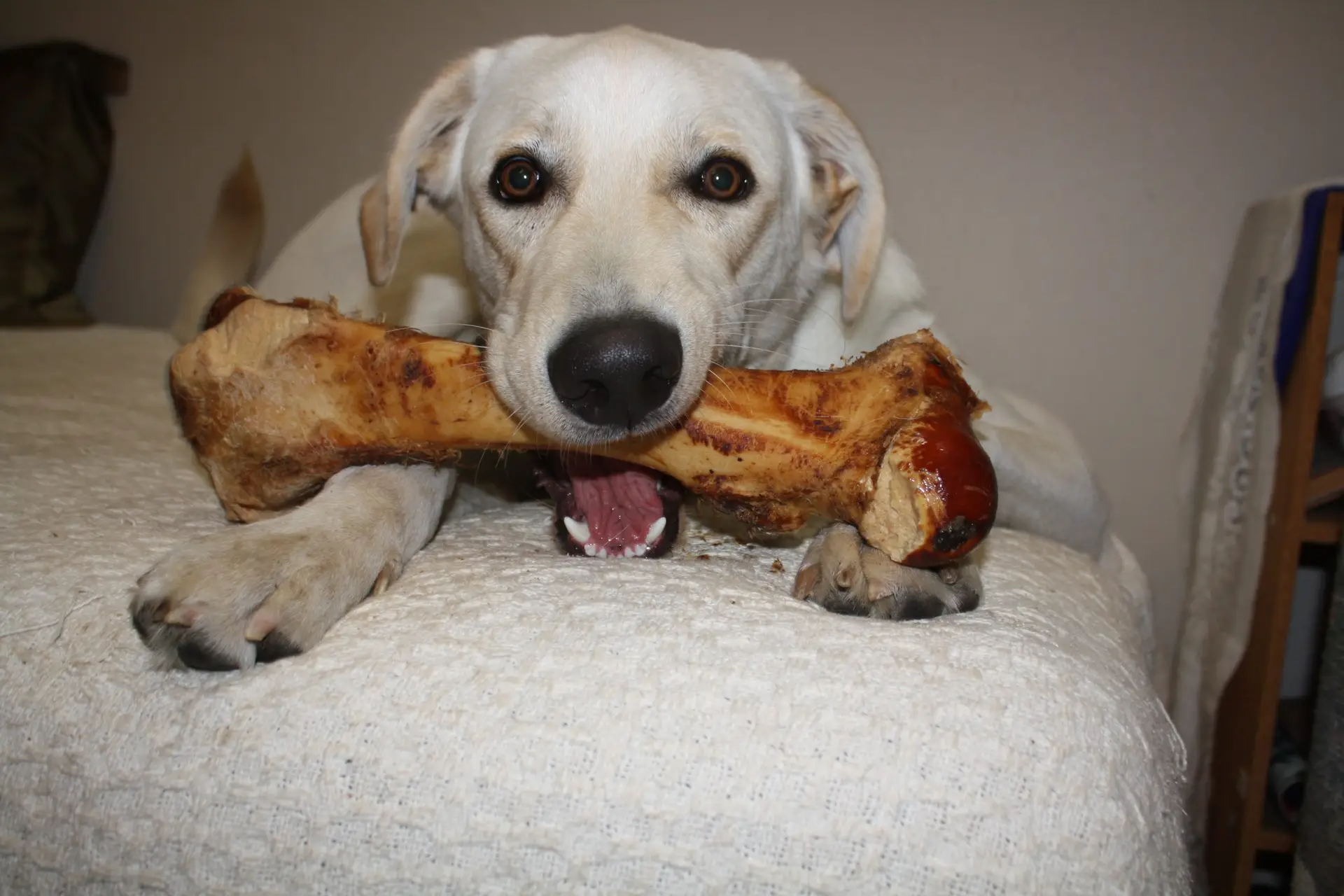 Can Dogs Eat Pork Bones? Vet-Backed Safety Guide