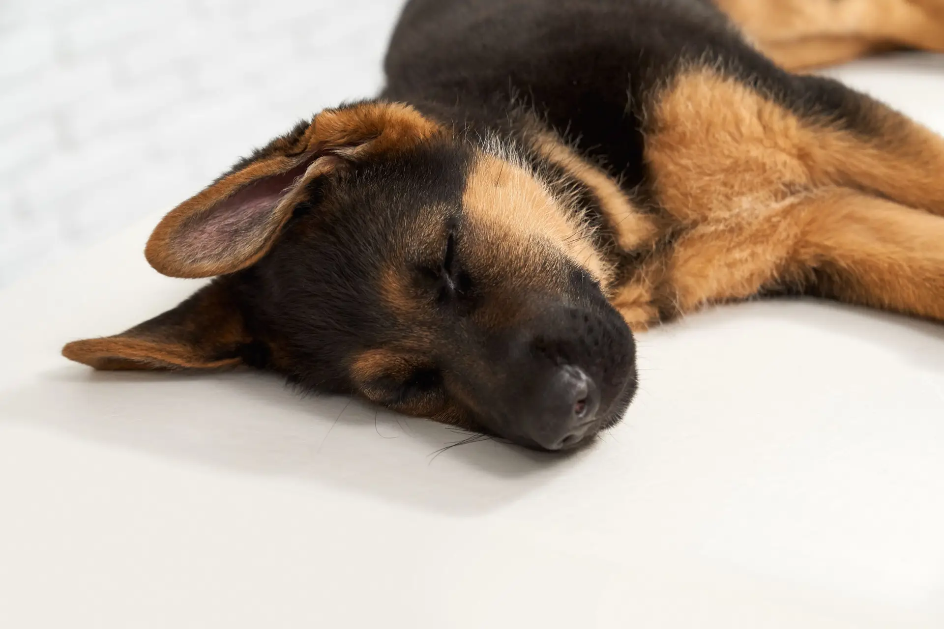 How Much Does Dog Boarding Cost Overnight? | Golden Paw