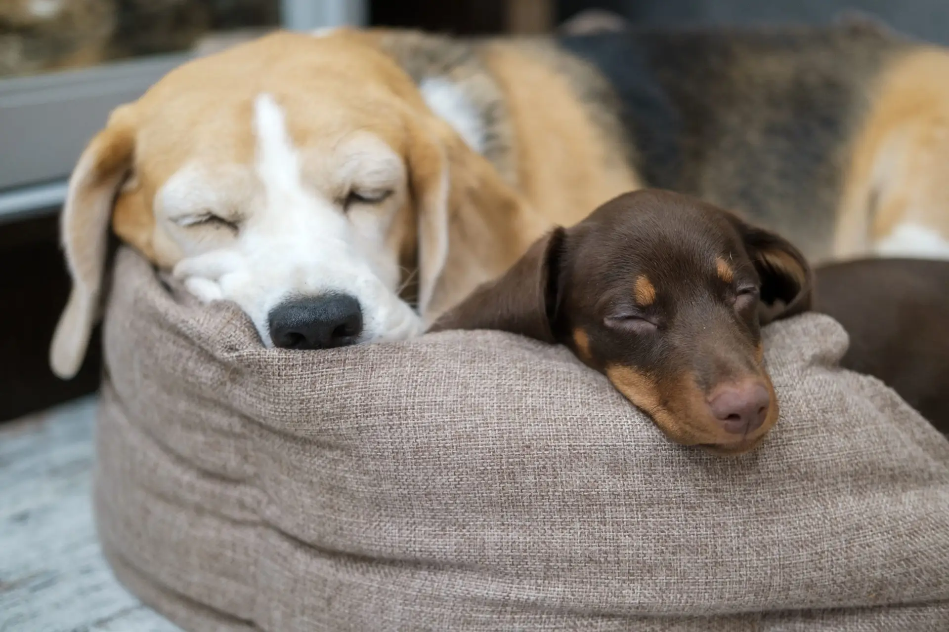 Overnight Dog Boarding Near Me: What to Know? | Golden Paw